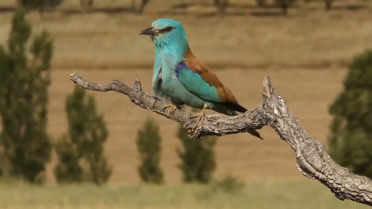Watch what happens when animals use vomit as a weapon