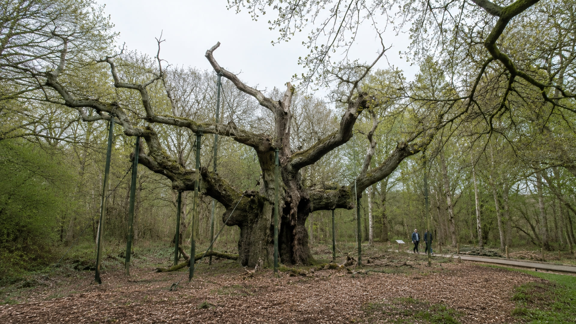 The death of Sherwood Forest’s Major Oak is a warning about ancient trees