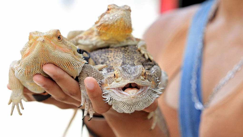 14 unusual pets you can legally keep