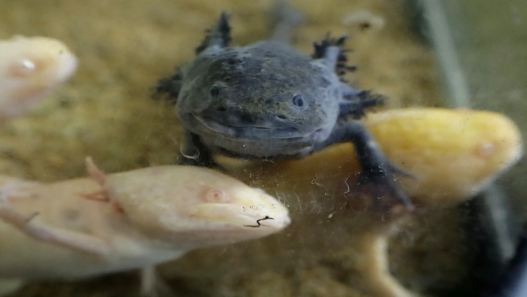 Axolotl biology, care, and conservation