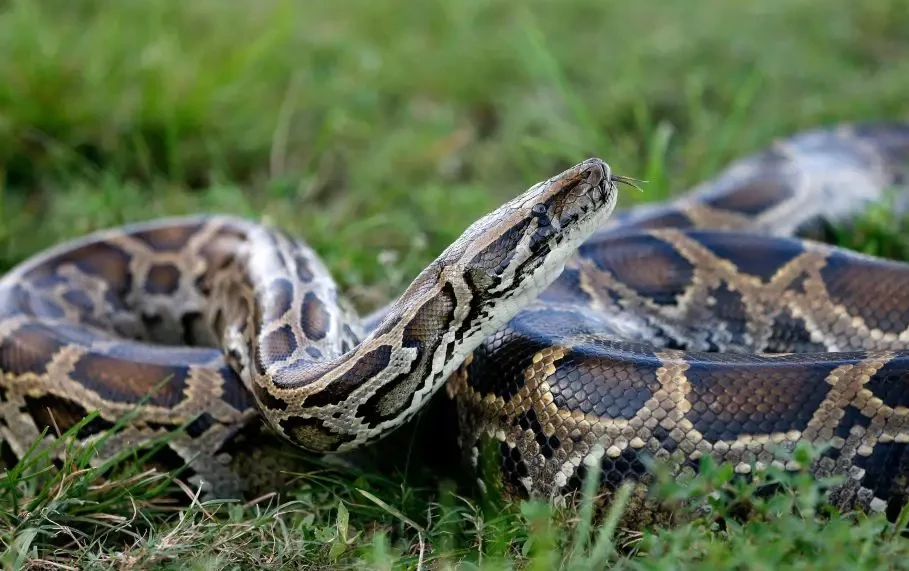 Burmese pythons found to spread seeds in Everglades