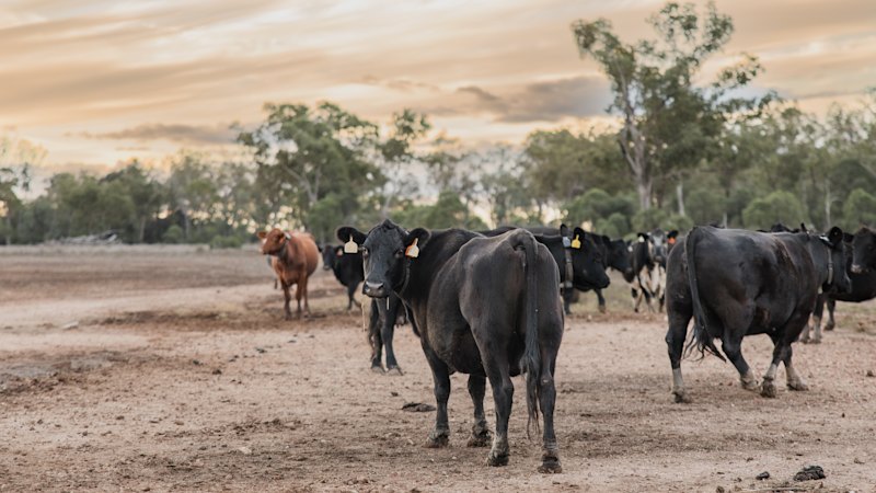 China slaps Australian beef with huge new tariff