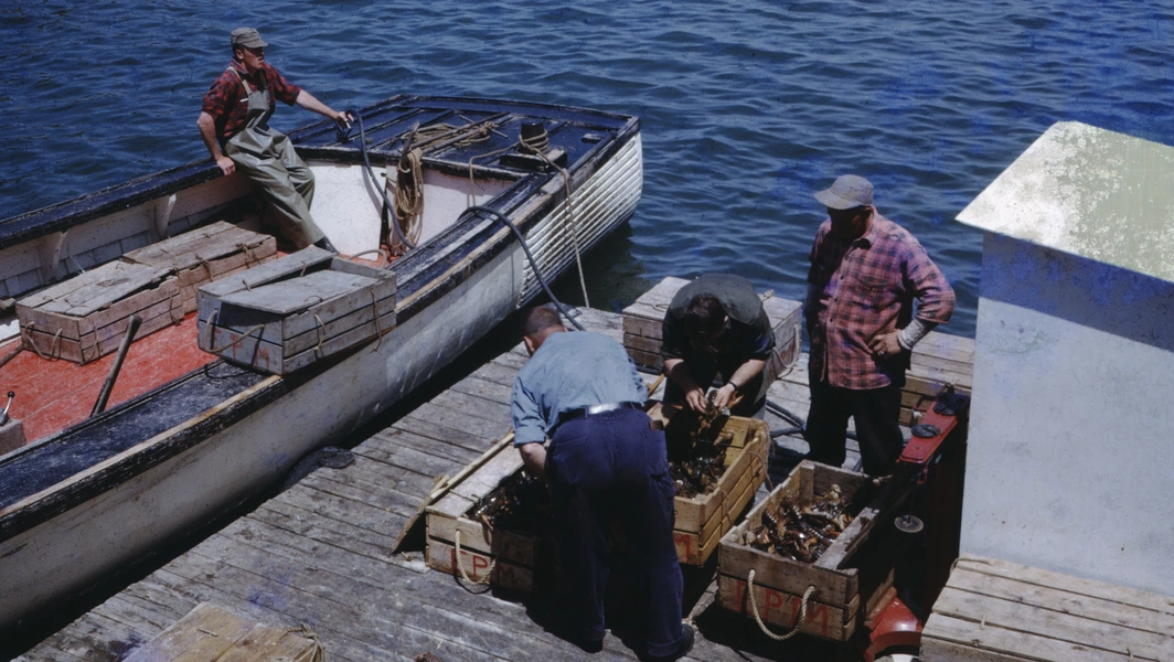 Yellow perch decline and recovery in Lake Michigan