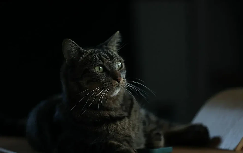 Decode your cat’s sudden mood swings
