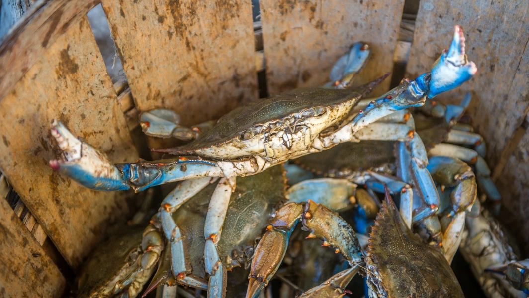 Maryland blue crabs: Flavor, harvest, and heritage