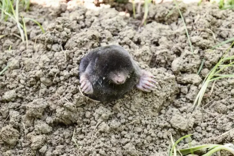 Who is the Newcastle United mole?
