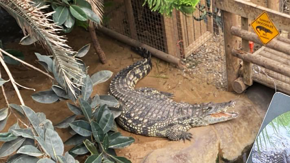 Boy, 3, in stable condition after crocodile attack