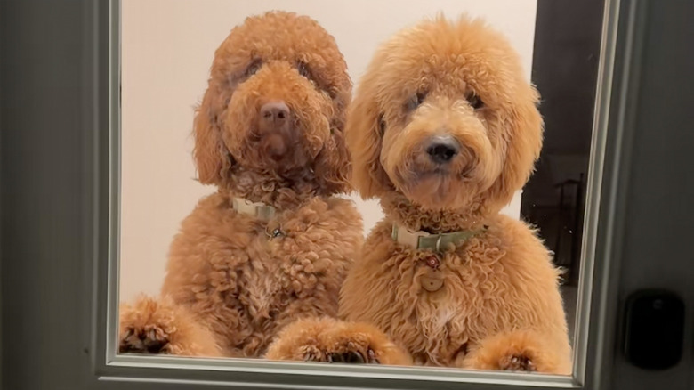 Goldendoodles wait at the door for mom on 2 legs as her 'welcome home ...