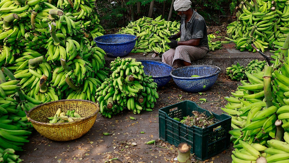 How to store and ripen bananas effectively