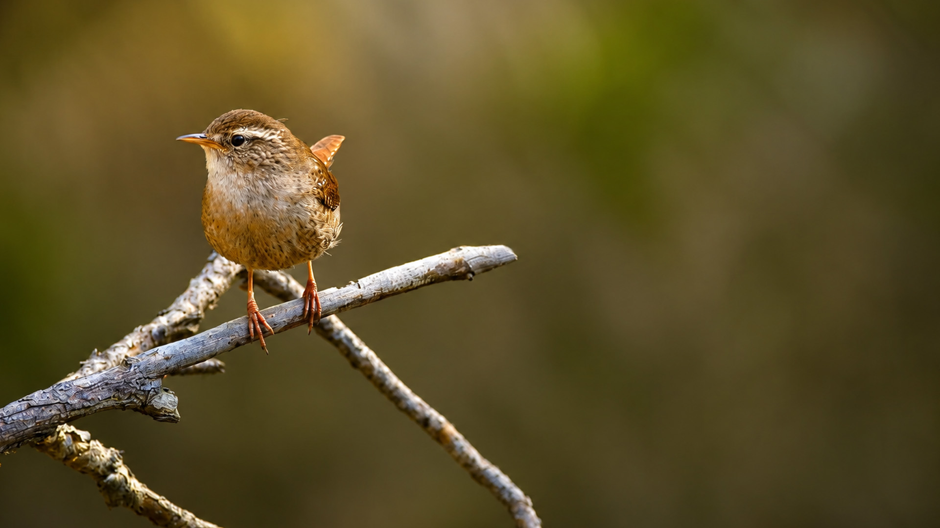 What this small bird did when no one was watching