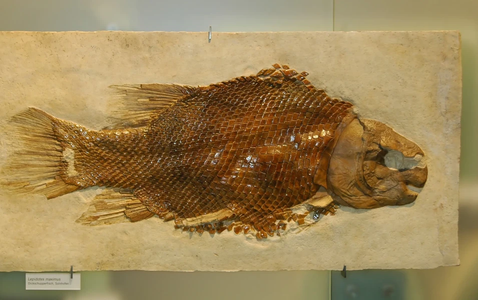 Robot study reveals how first fish moved onto land