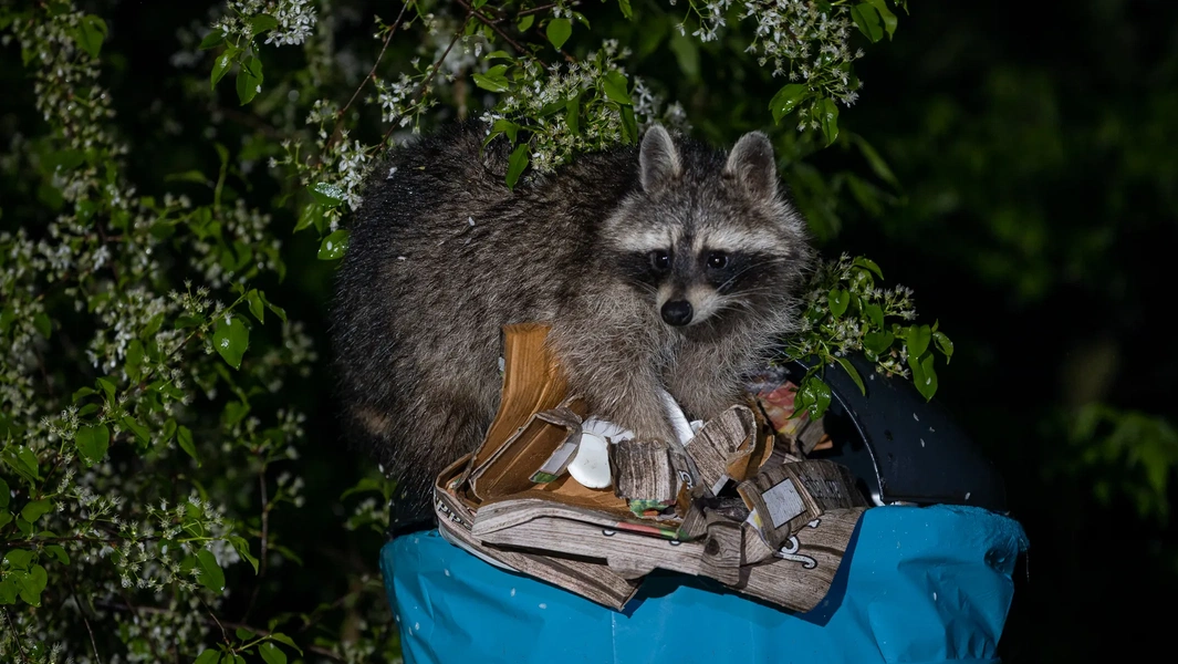 How to keep raccoons out of trash
