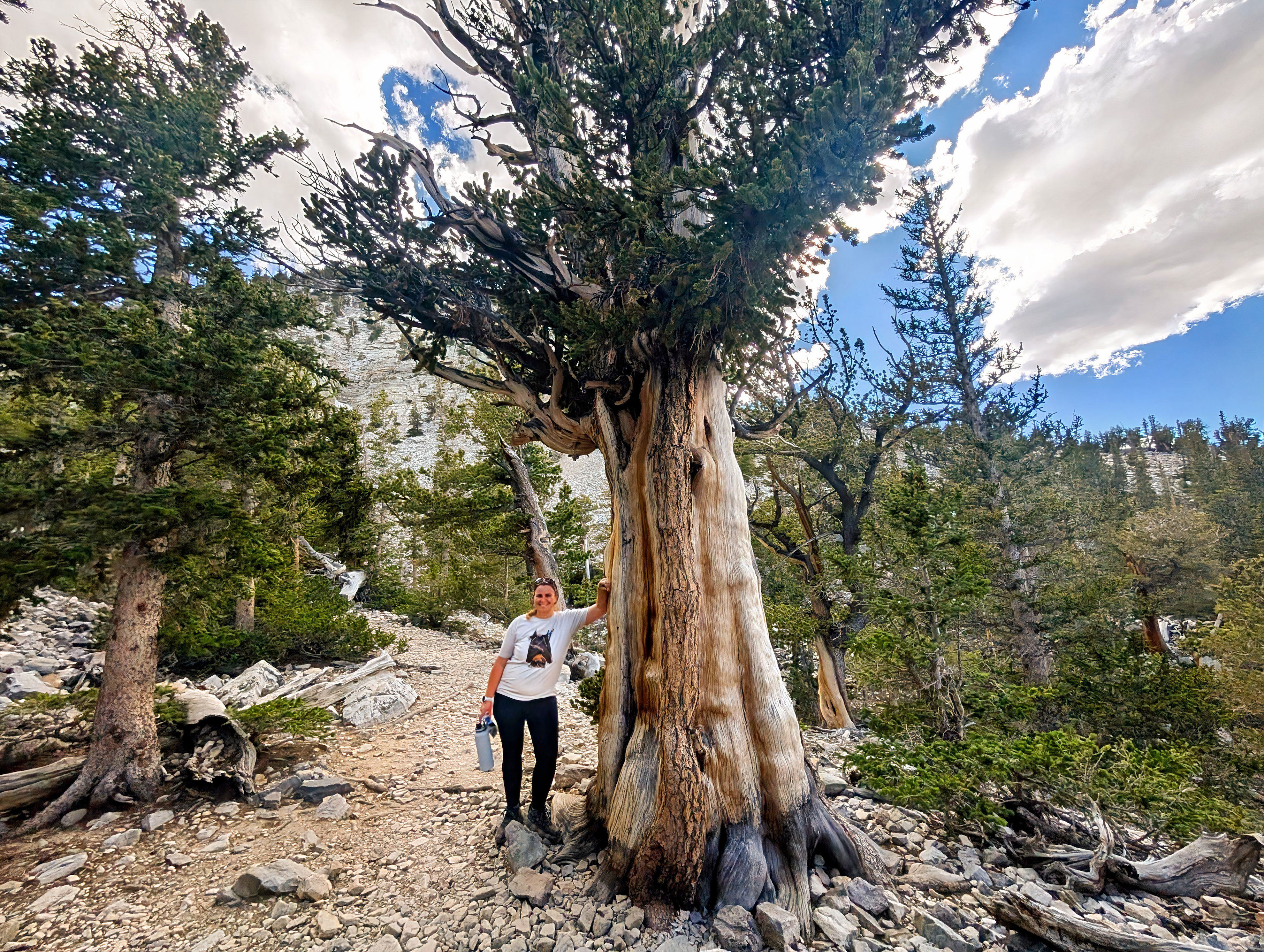 I hiked among trees older than the Egyptian pyramids in this unexpected ...