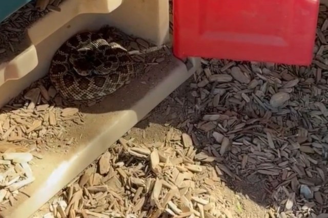 Quick-thinking child spots rattlesnake in preschool playhouse before ...
