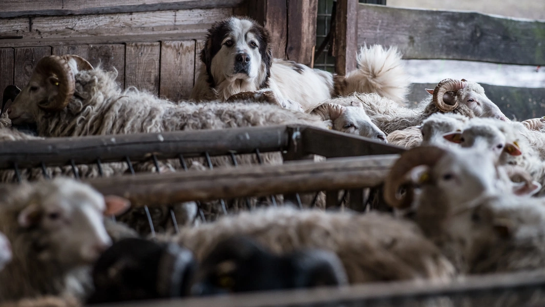 Farm dog breeds that work as hard as you