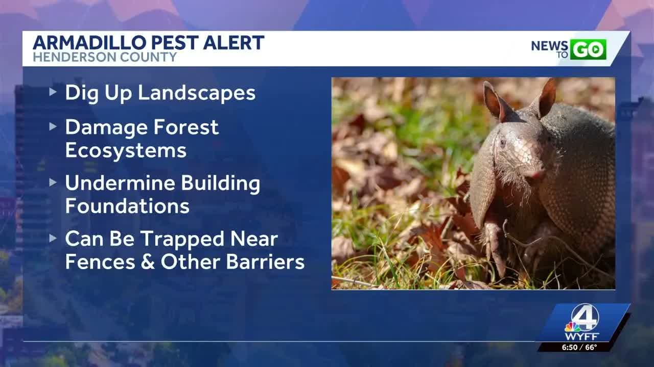 NC issues alert for invasive armadillos moving into mountains
