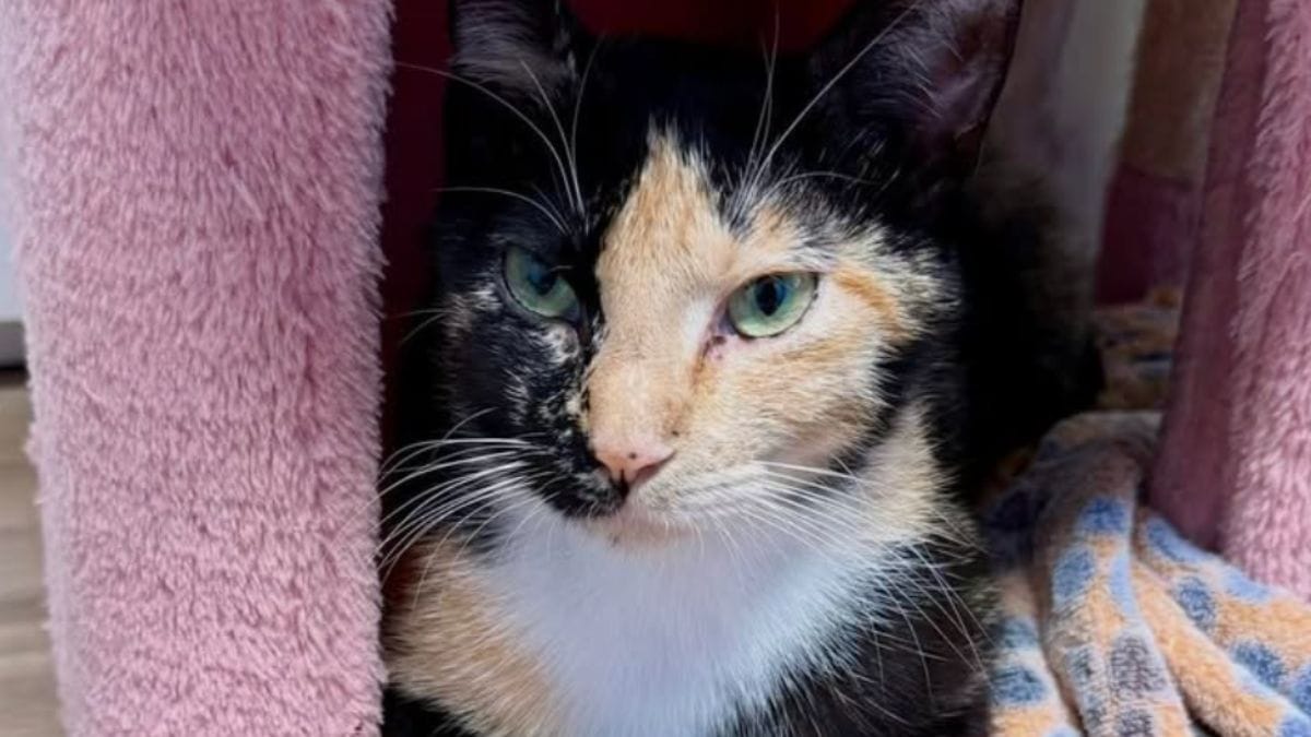 Stray cat has a wonderful surprise for her foster family