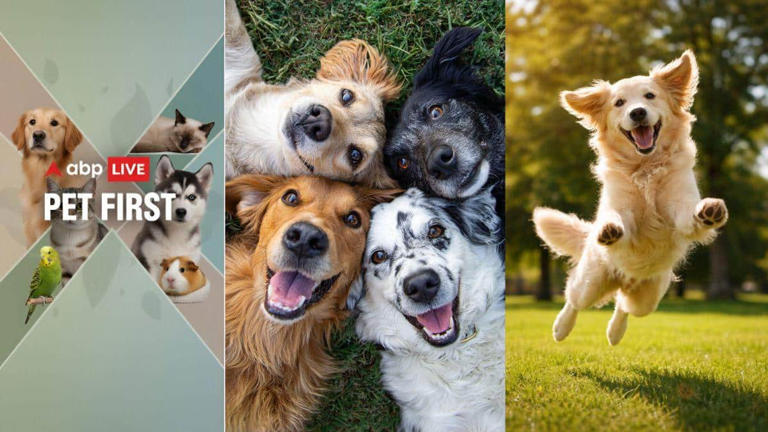 ABP Live Pet First | How to protect your pet this monsoon: 8 essential ...