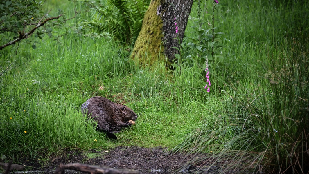 Beavers end decades of flooding at London tube station