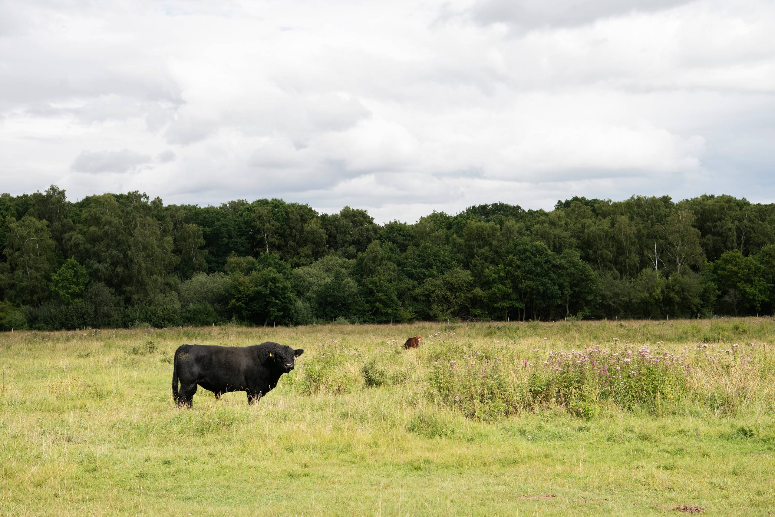 Galloway-stude i Mols Bjerge skifter adresse