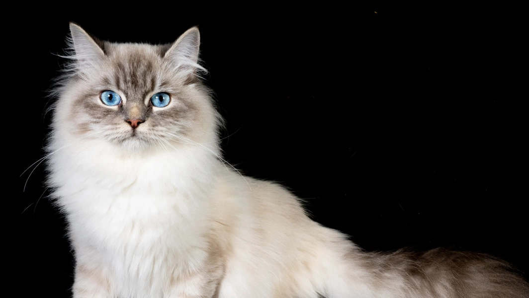 10 cat breeds known for loyalty and affection