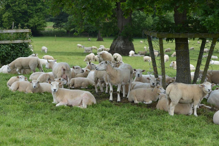 Mineral deficiencies that quietly reduce lamb growth
