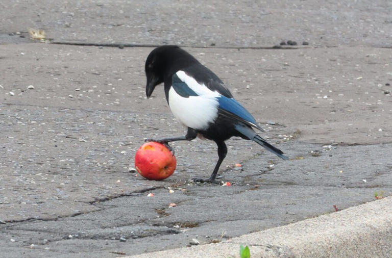 Magpie spotted 'playing football' with apple