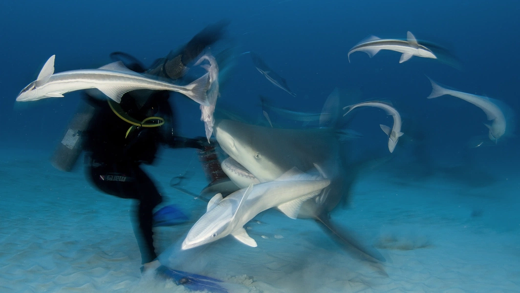 Sharks have friends and favorite hangouts