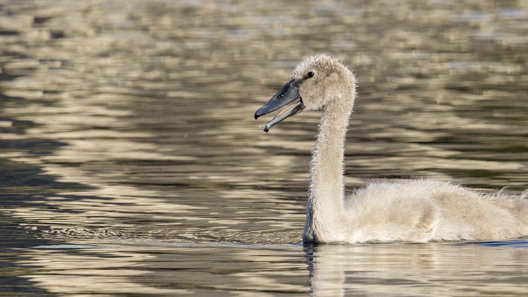 Life and care of young swans