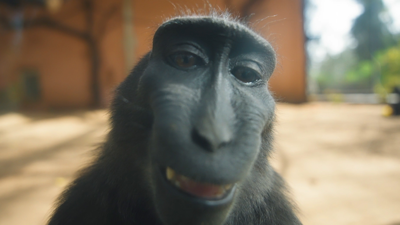A monkey found my hidden camera and left a video message