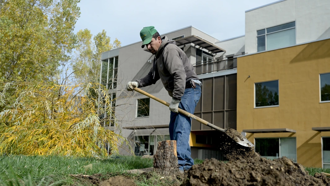 Best practices after tree stump removal