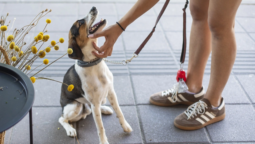 10 clear signs your dog feels happy and secure