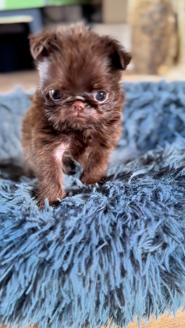 Adorable Brussels Griffon puppies growing up moments