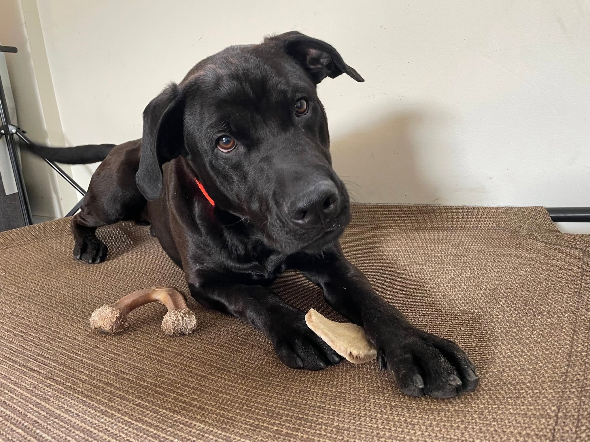 Meet Bailey the energetic lab mix ready for adoption