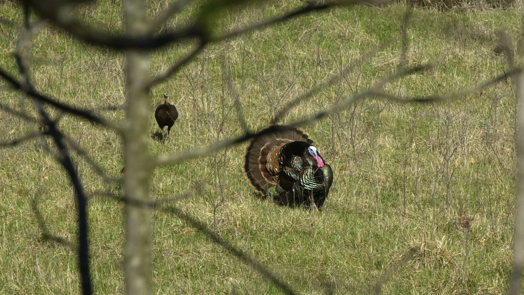 15 states with thriving wild turkey populations