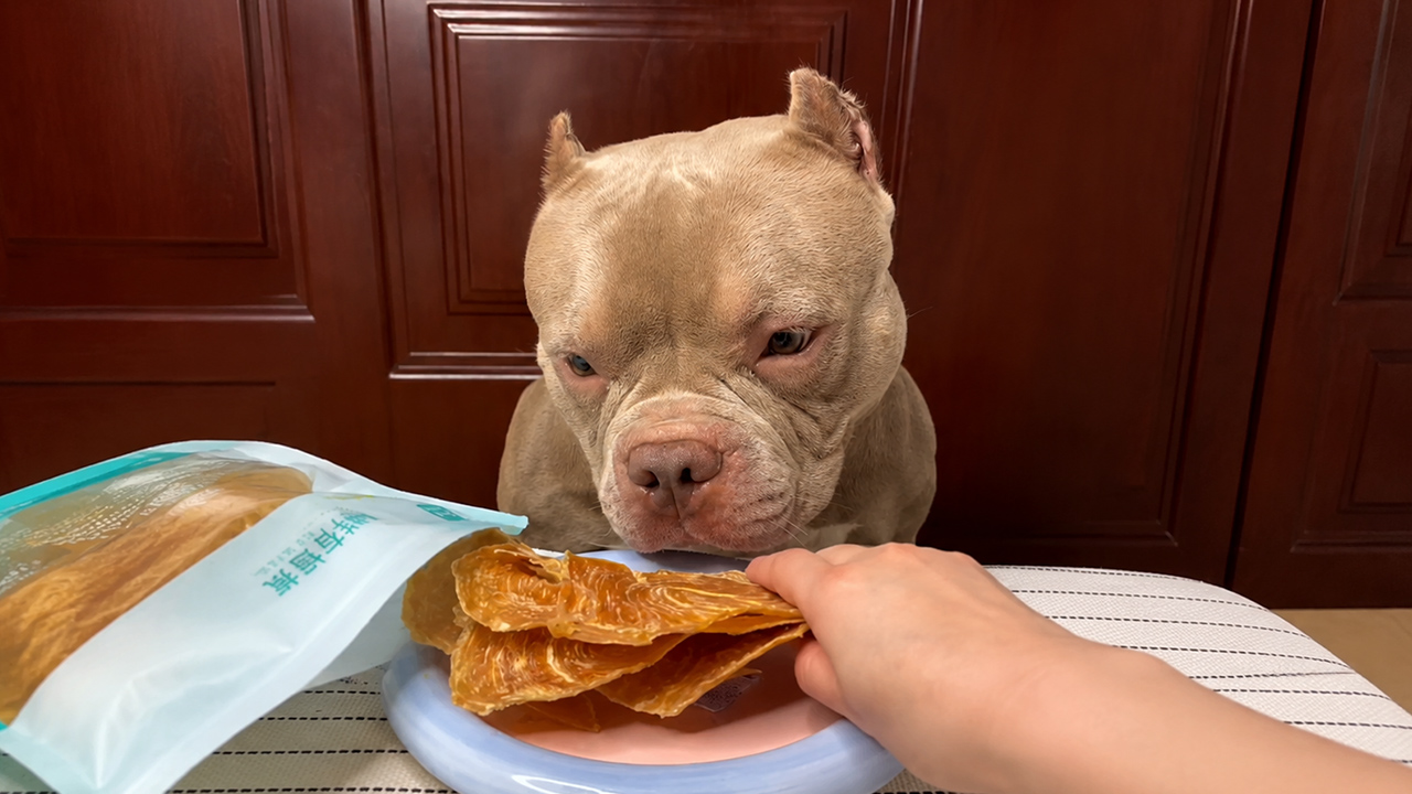 Kijk naar deze bulldog die voor het eerst gedroogde vis eet