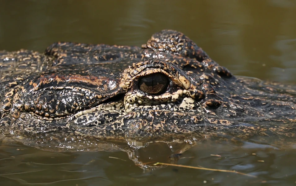 Giant alligator spotted on Louisiana golf course amid recent sightings