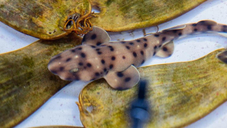 House of the sea dragon? See new creatures at DMPS marine biology lab
