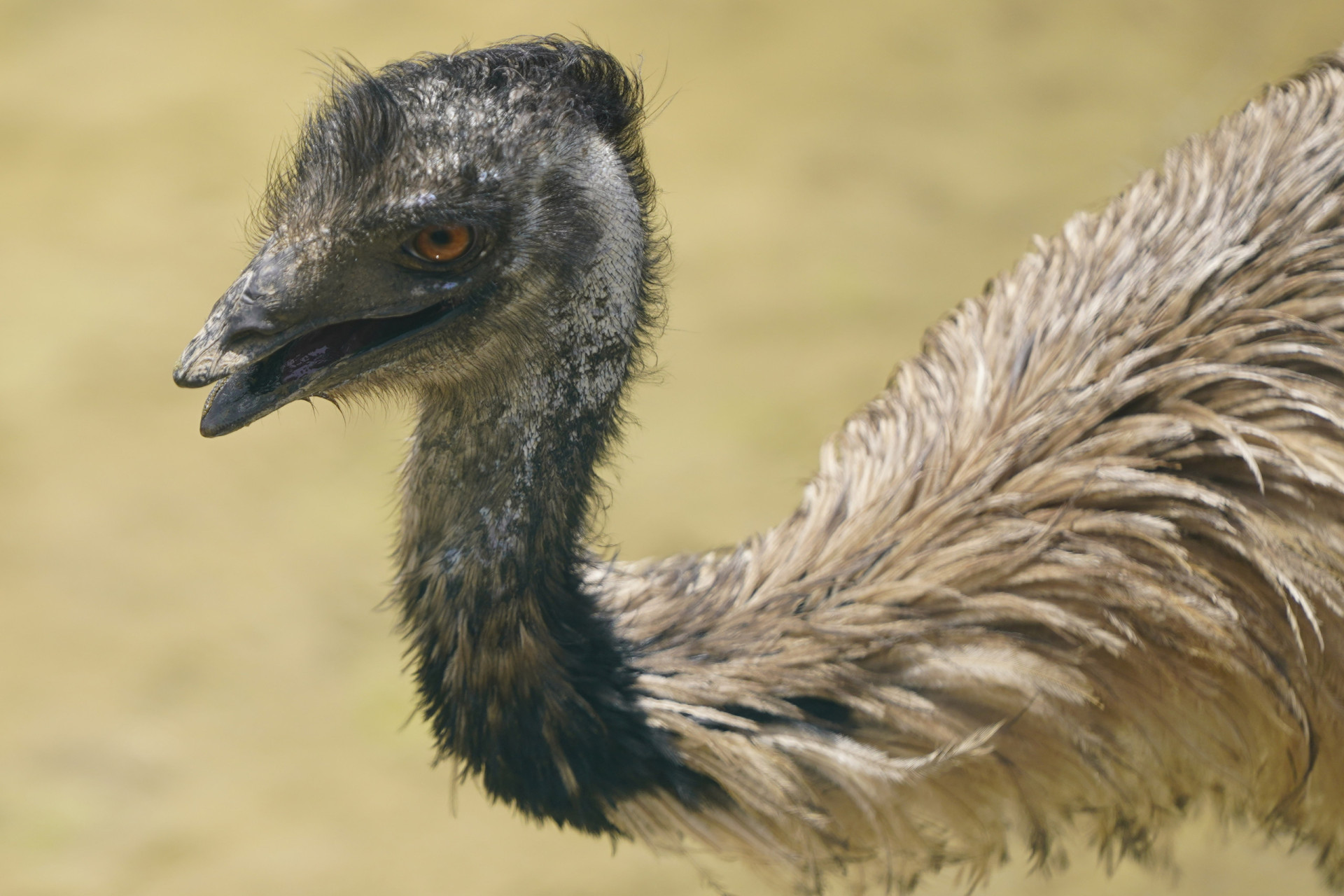 The 10 most dangerous birds in the animal kingdom