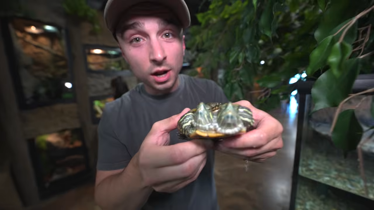 World’s rarest two-headed turtle stole the show – but he wasn’t alone