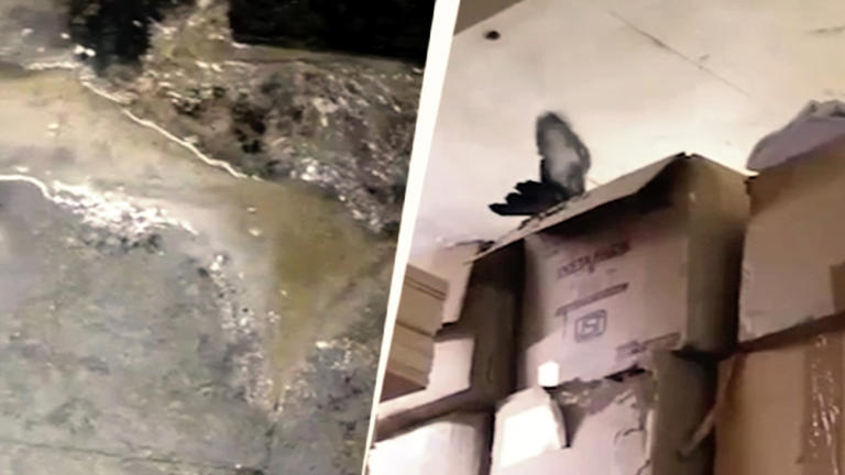 Watch: Pigeons, roaches in storage area expose hygiene nightmare at ...