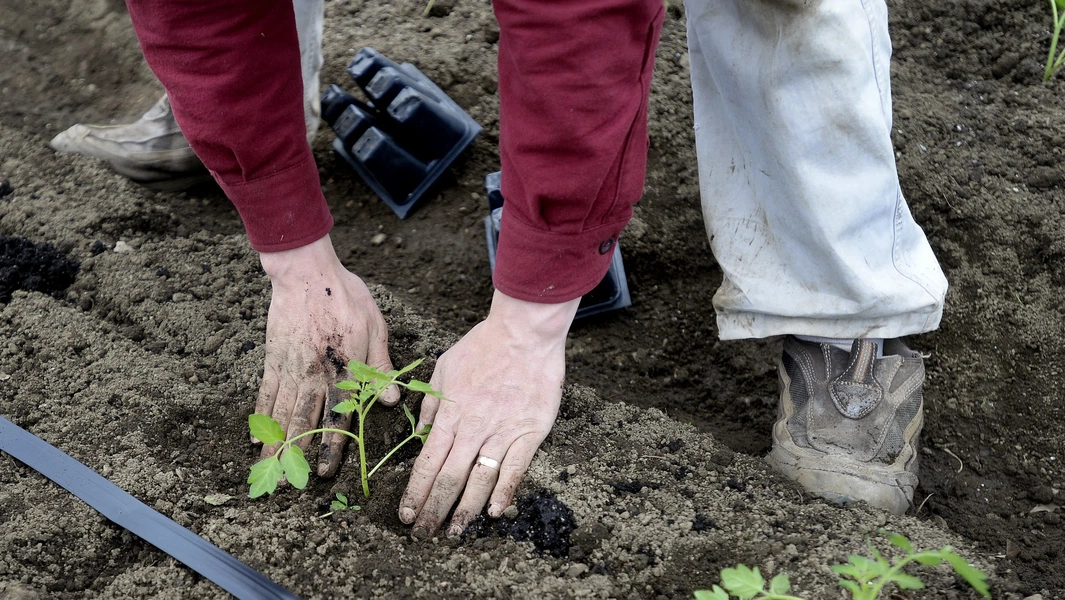 Preventing common tomato plant problems
