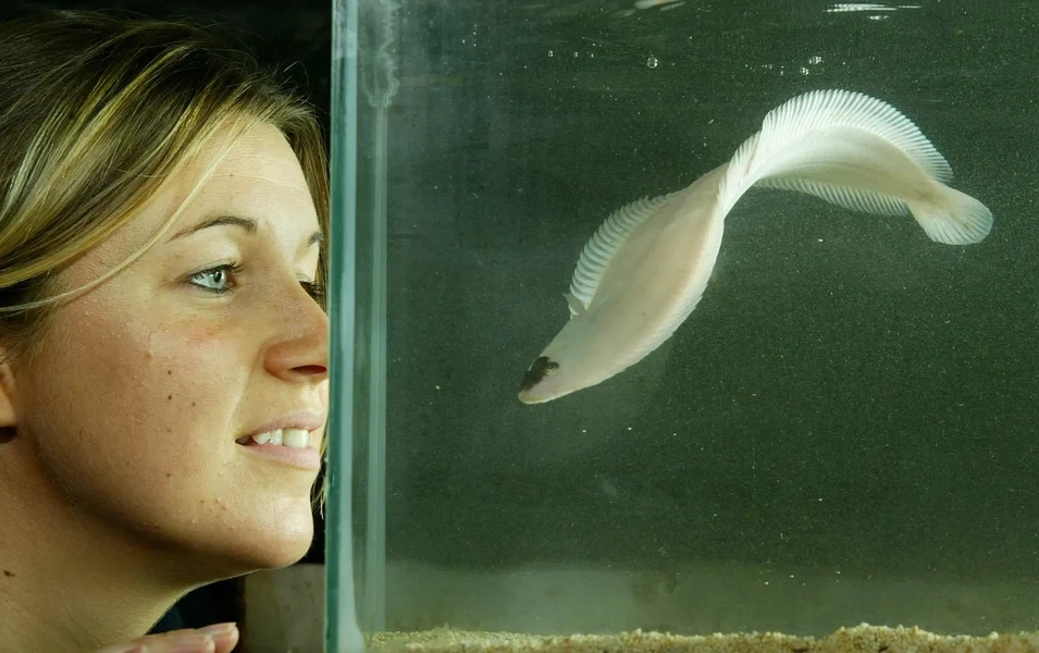 Why albino fish are rare wonders