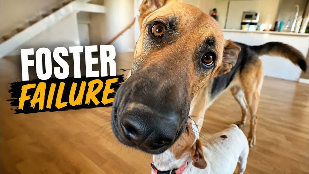 They thought it was regular foster care - then he became part of the family