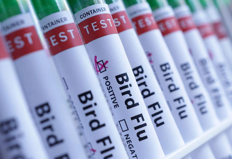 Australia, last continent without H5 bird flu, detects first suspected case