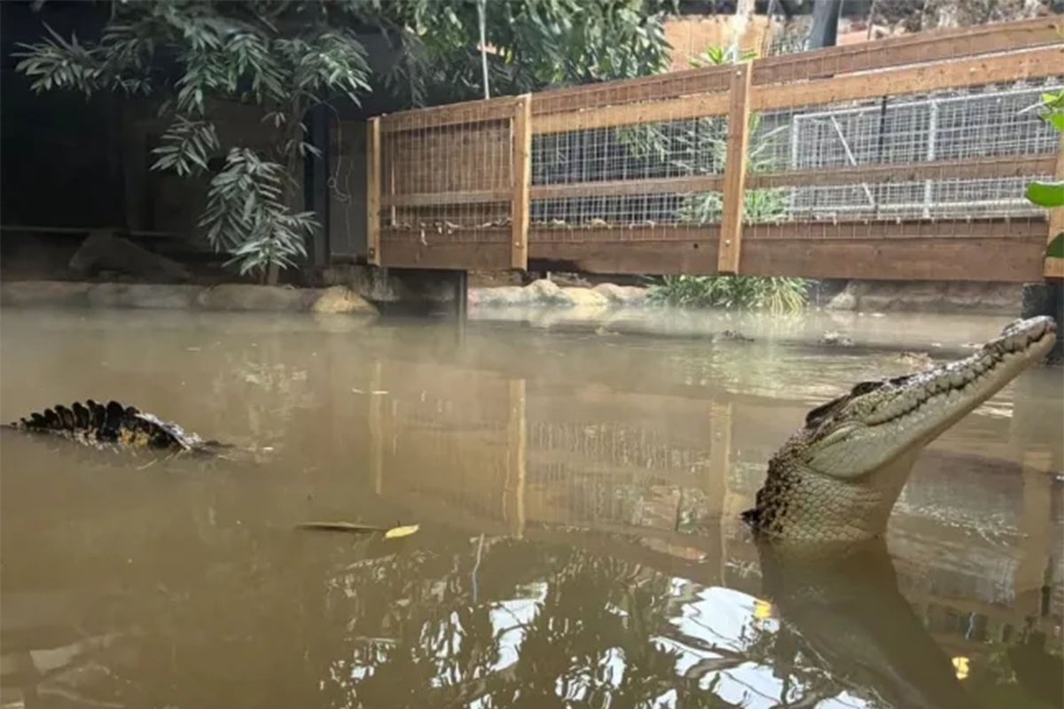 Boy, 3, injured at zoo 'was attacked by crocodile' in enclosure