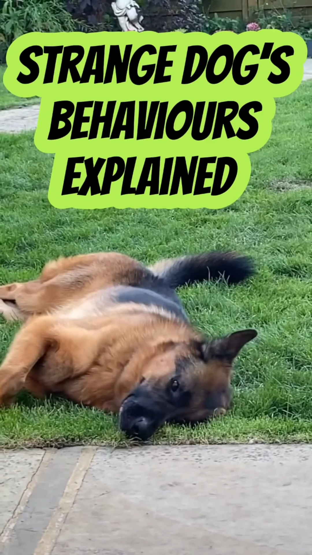 Strange dog behaviors explained: Why dogs act so weird sometimes