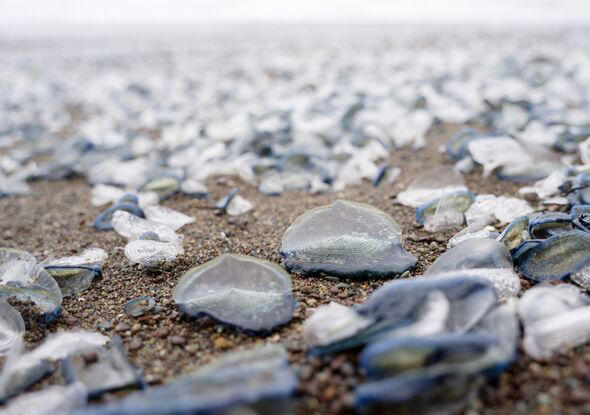 UK seaside towns' beach warning as strange creature with nasty sting ...
