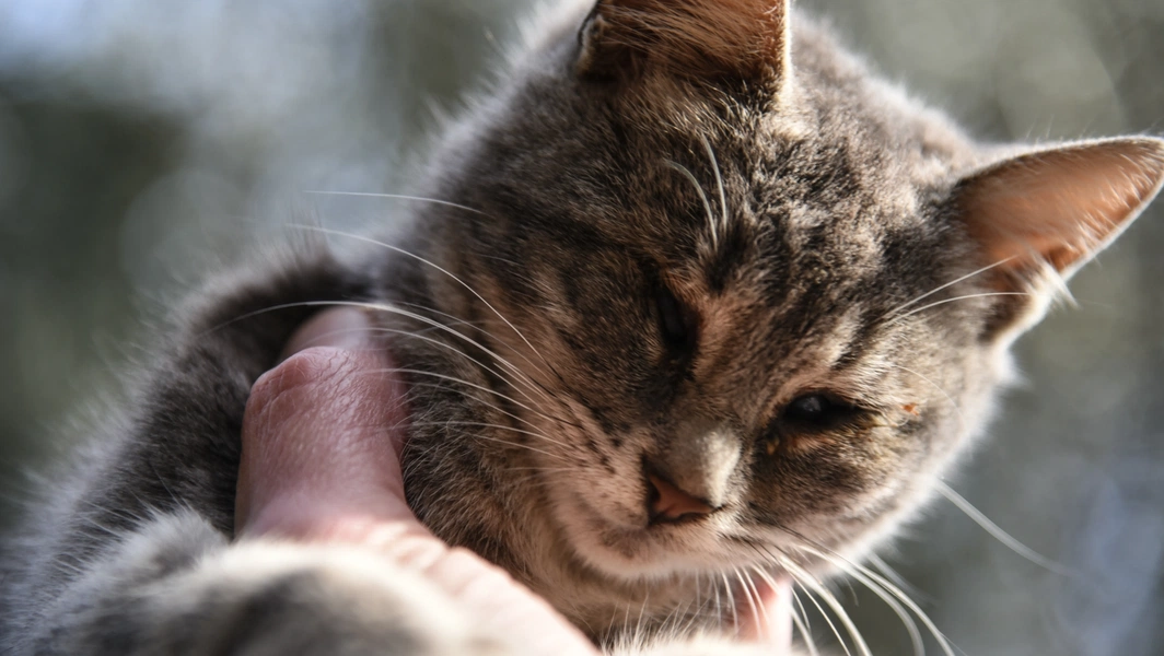 Remarkable journeys of blind cats