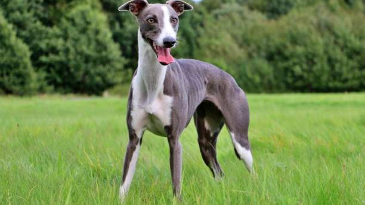 Want a dog that won't bark at everything? These 14 breeds may be a ...